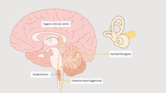 Nursing Challenge Misselijkheid en braken | De fysiologie - Nursing.nl ...